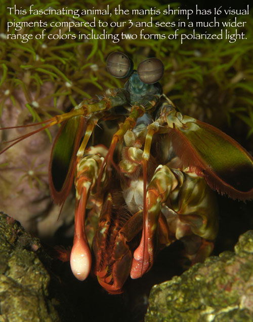 Evolution's Witness: How Eyes Evolved: 9780195369748: Medicine & Health ...