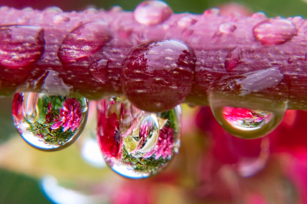 Amazon.com: Photographing Flowers: Exploring Macro Worlds with Harold ...