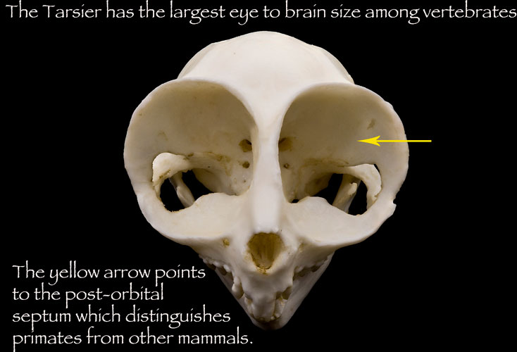 Evolution's Witness: How Eyes Evolved: 9780195369748: Medicine & Health ...