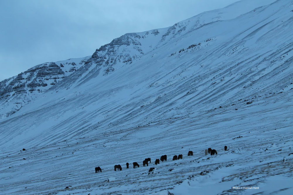 Amazon.com: Burial Rites: A Novel: 9780316243919: Kent, Hannah: Books