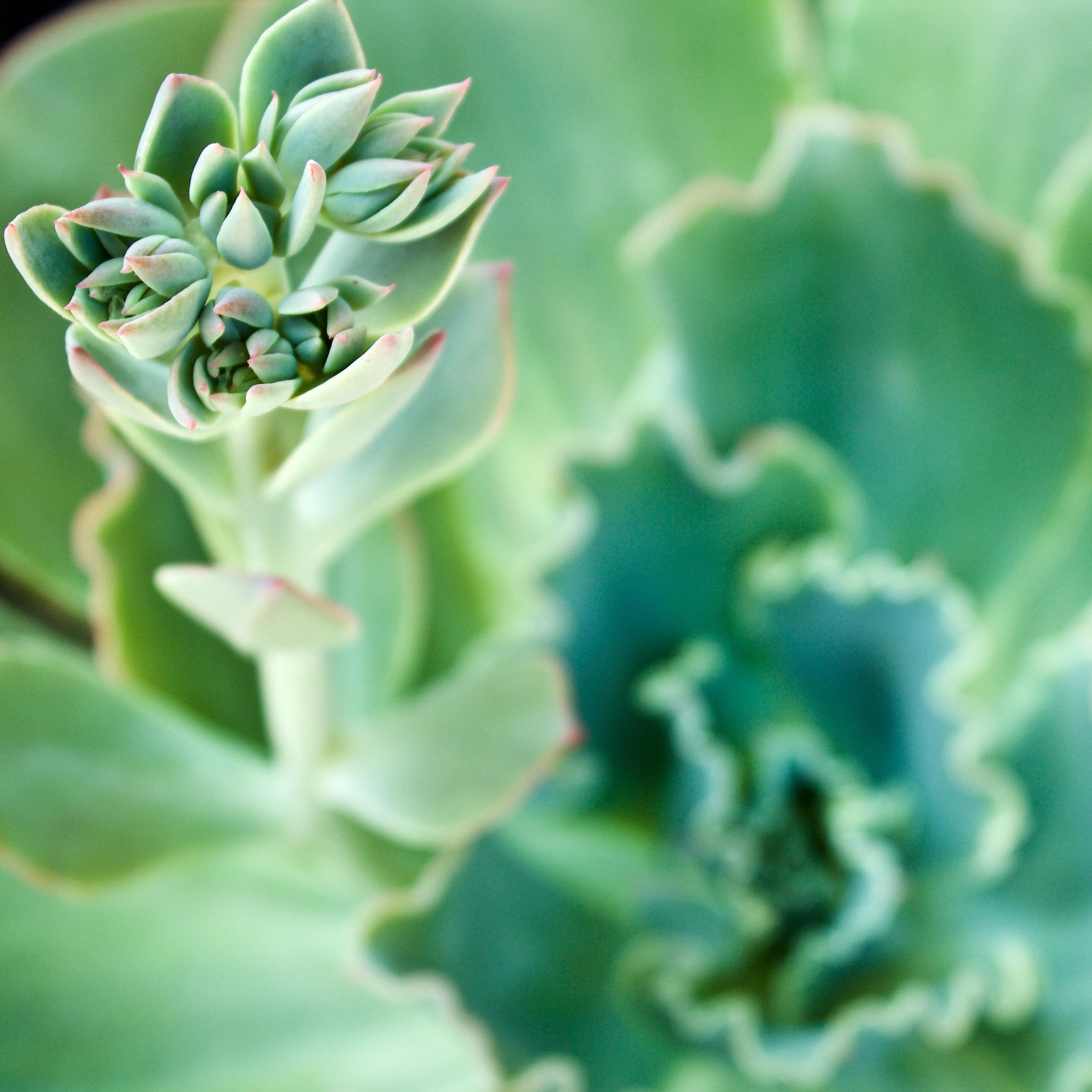 Amazon.com : Fat Plants San Diego Small Succulent Cuttings Packages (50 ...