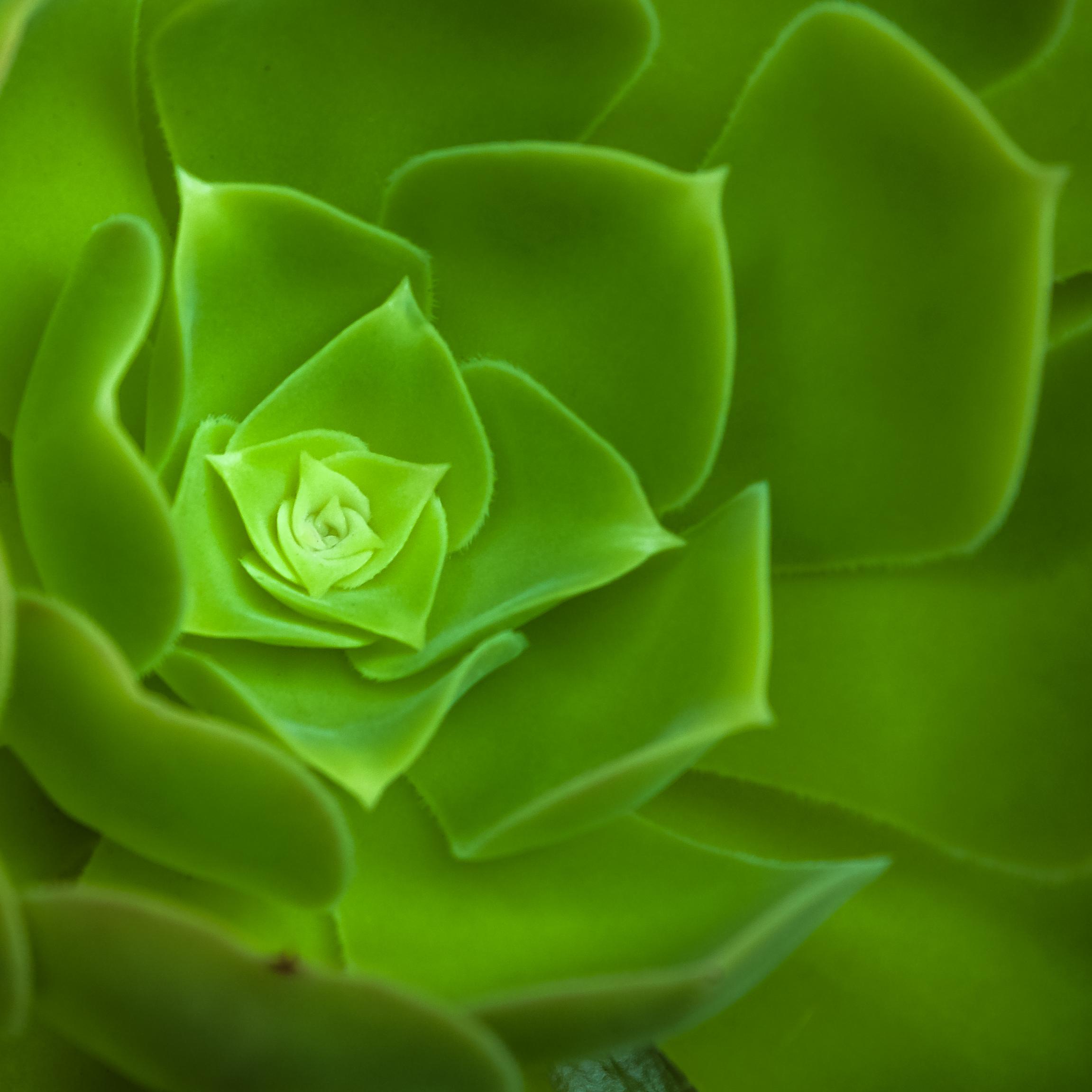 Amazon.com : Fat Plants San Diego Small Succulent Cuttings Packages (50 ...