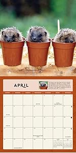 Hedgehogs 2015: 16-Month Calendar September 2014 through December 2015 ...