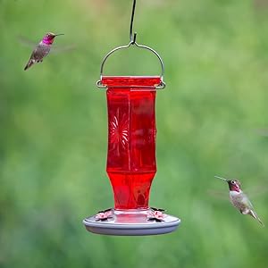 Amazon.com : Perky-Pet Ruby Starburst Vintage Glass Hummingbird Feeder ...