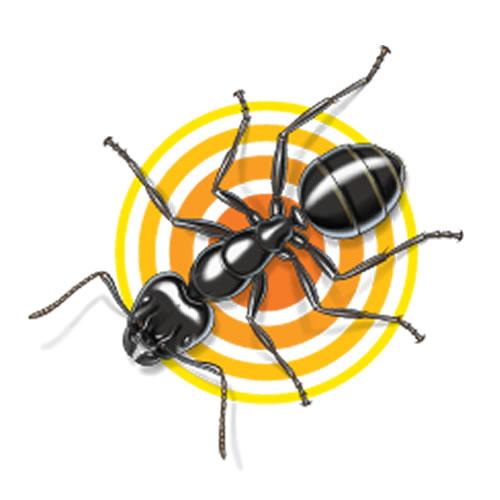 Amazon.com : Terro Liquid Ant Killer II, 1 oz, Pack of 1 : Home Pest ...