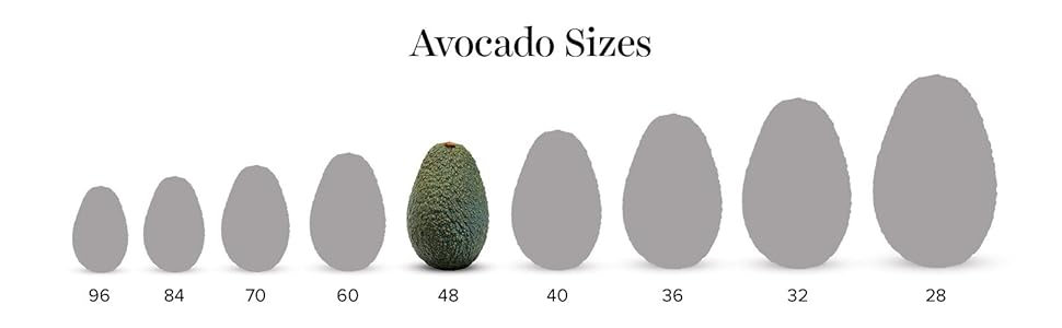 avocado sizes and weights