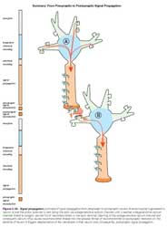 Stahl's Essential Psychopharmacology: Neuroscientific Basis and ...