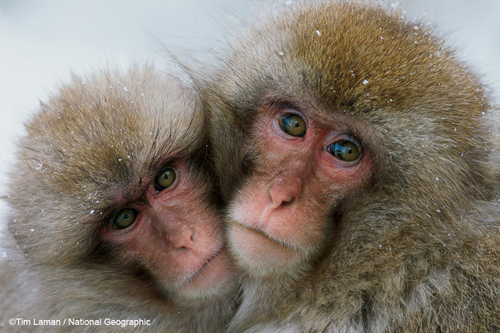 Amazon.com: Mother's Love: Inspiring True Stories From the Animal ...