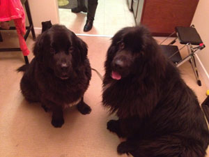 Elvis and the Underdogs