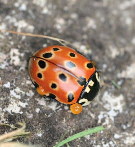 Encyclopedia of Insects 2, Resh, Vincent H., Vincent H. Resh, Ring T ...