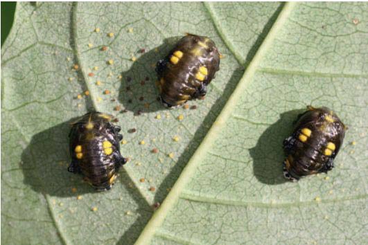 Encyclopedia of Insects 2, Resh, Vincent H., Vincent H. Resh, Ring T ...