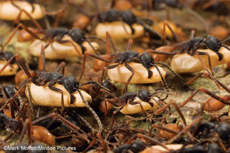 Great Migrations: Whales, Wildebeests, Butterflies, Elephants, and ...