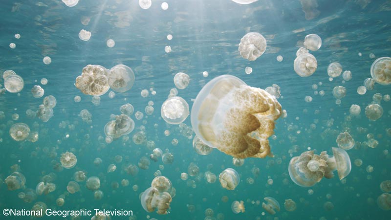 Great Migrations: Whales, Wildebeests, Butterflies, Elephants, and ...