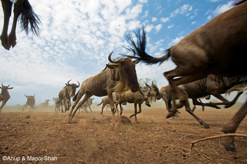 Great Migrations: Whales, Wildebeests, Butterflies, Elephants, and ...