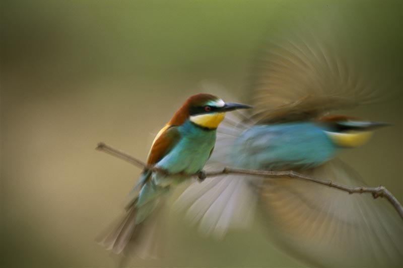 National Geographic Simply Beautiful Photographs: Griffiths, Annie ...
