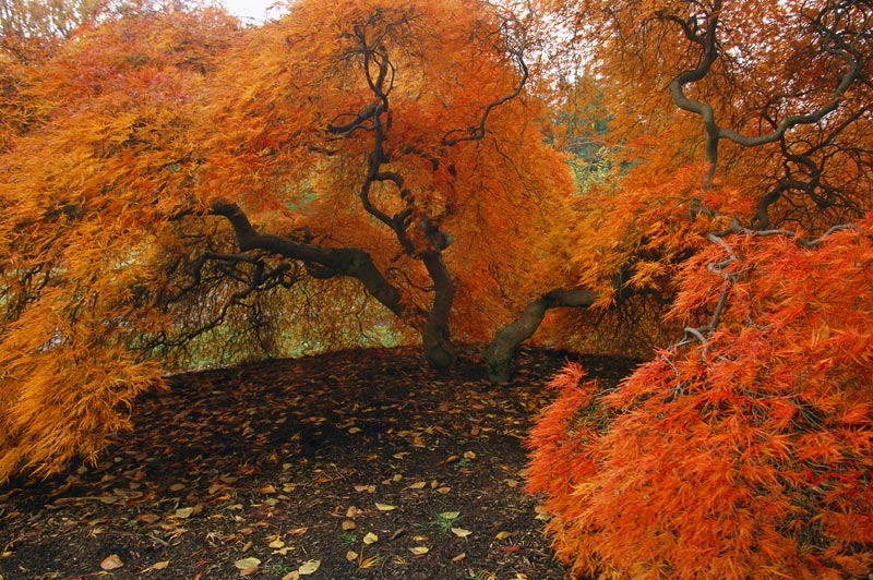 National Geographic Simply Beautiful Photographs: Griffiths, Annie ...