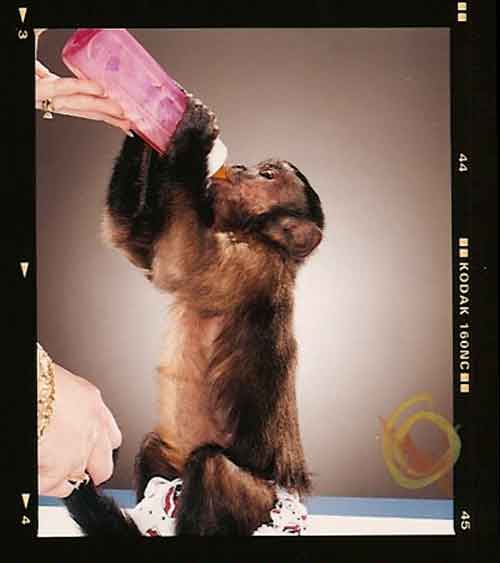 Monkey Portraits: Greenberg, Jill, Weitz, Paul: 9780821257555: Amazon ...
