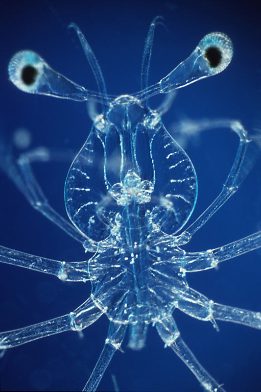 Citizens of the Sea: Wondrous Creatures From the Census of Marine Life ...