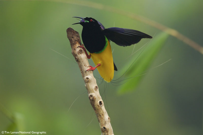 Amazon.com: Birds of Paradise: Revealing the World's Most Extraordinary ...