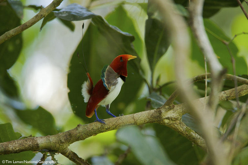 Amazon.com: Birds of Paradise: Revealing the World's Most Extraordinary ...