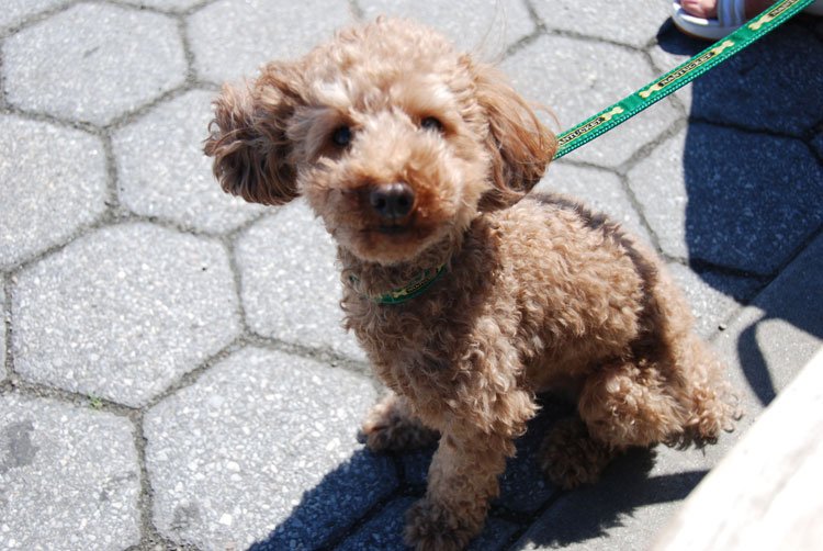 Huck: The Remarkable True Story of How One Lost Puppy Taught a Family ...