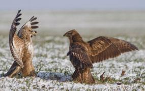National Geographic Angry Birds: 50 True Stories of the Fed Up ...