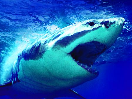 Amazon.com: Shark Week: The Great Bites Collection [Blu-ray] : Movies & TV