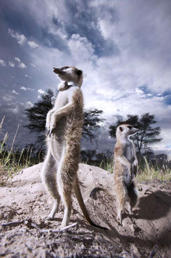Amazon.com: Meerkat Manor: Season 4 [DVD] : Movies & TV