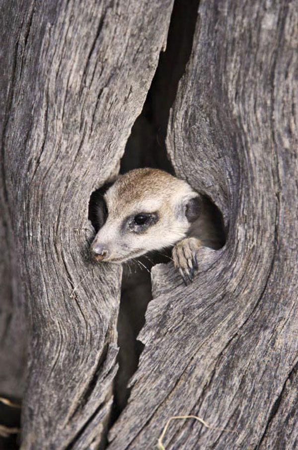 Amazon.com: Meerkat Manor: Season 4 [DVD] : Movies & TV