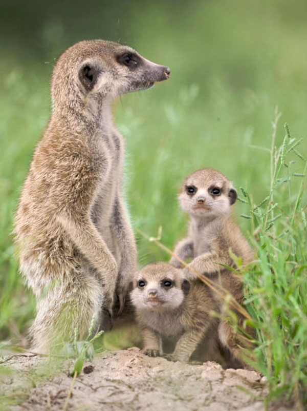 Amazon.com: Meerkat Manor: Season 4 [DVD] : Movies & TV