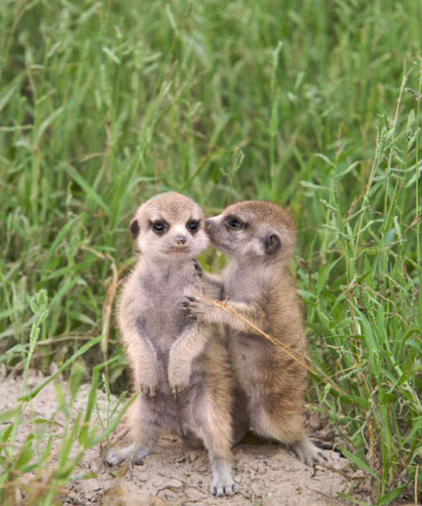 Amazon.com: Meerkat Manor: Season 4 [DVD] : Movies & TV