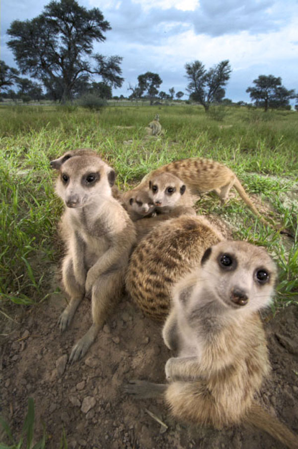 Amazon.com: Meerkat Manor: Season 4 [DVD] : Movies & TV