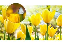 Amazon.com: VIZIO E390i-A1 39-Inch 1080p Smart LED HDTV: Electronics