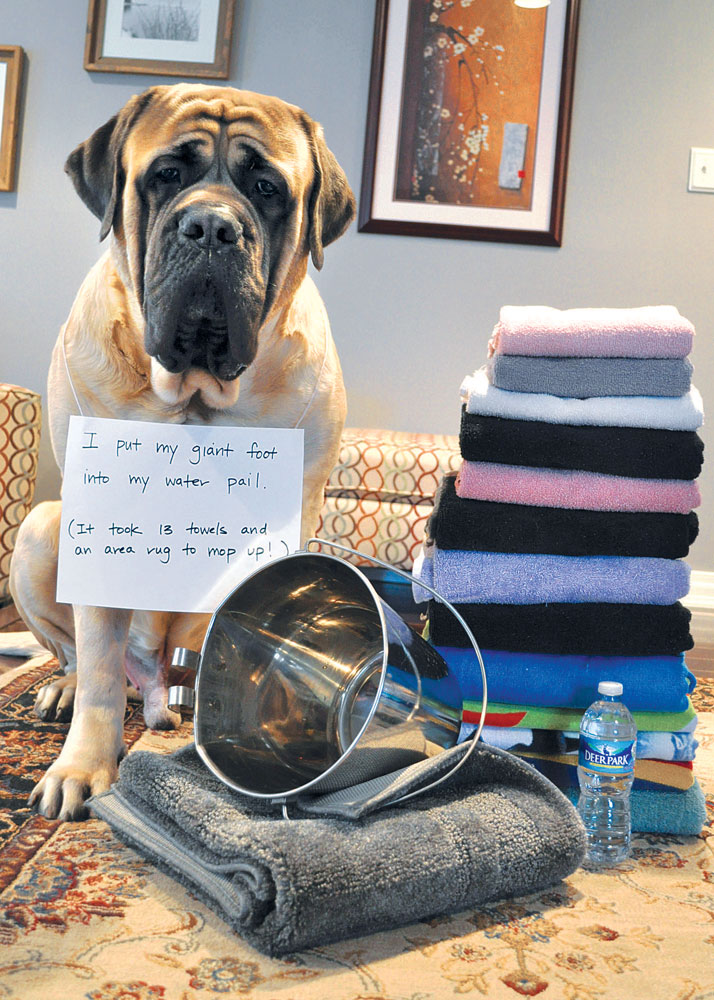 Amazon.com: Dog Shaming: 9780385349345: Lemire, Pascale: Books