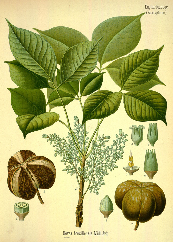 Flora Mirabilis: How Plants Have Shaped World Knowledge, Health, Wealth ...