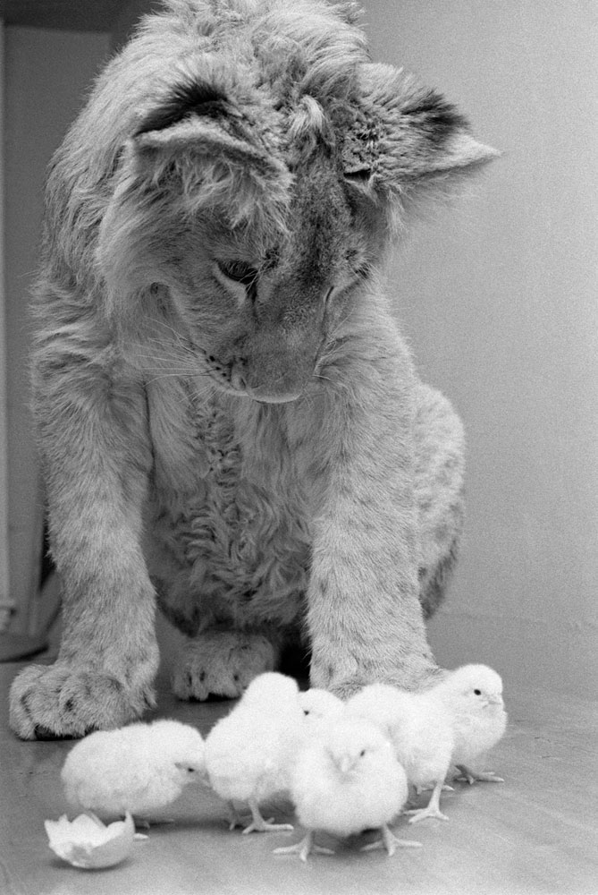 A Lion Called Christian: The True Story of the Remarkable Bond Between ...