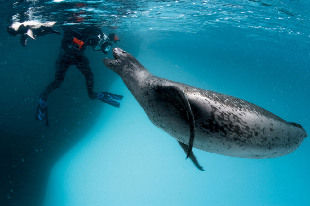 Polar Obsession: Nicklen, Paul: 9781426205118: Amazon.com: Books