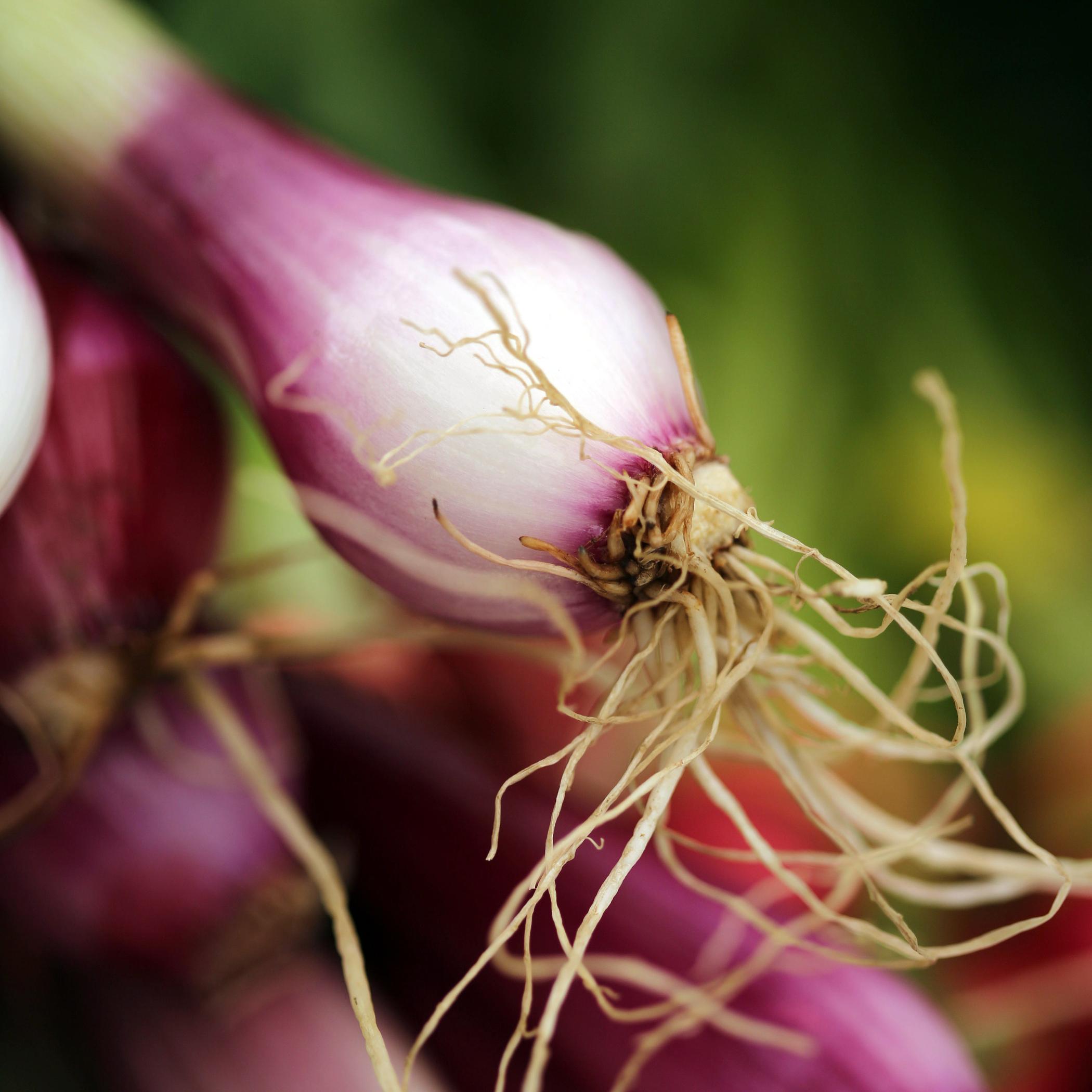 Farm Folk Red Spring Onions 100g: Amazon.co.uk: Grocery