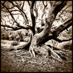 The Duppy Share Golden Caribbean Rum, 70 cl: Amazon.co.uk: Grocery