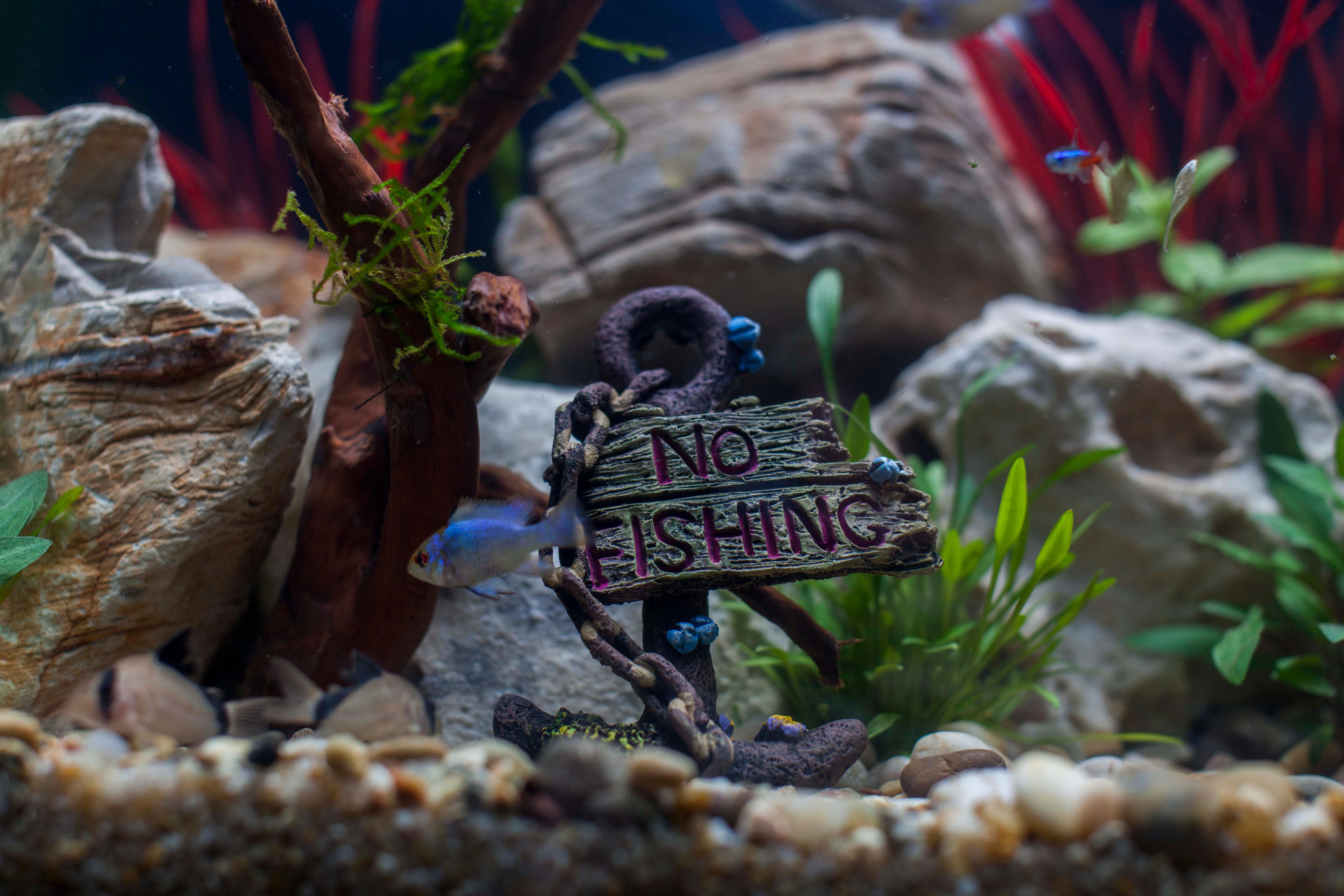 Interpet Fish Pod Glass Aquarium Fish Tank - 64 L: Amazon.co.uk: Pet ...