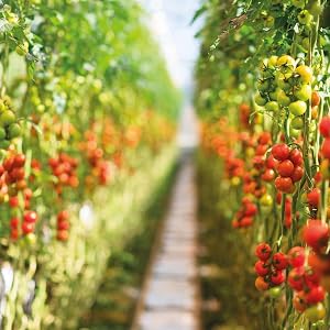 The Tomato Stall Organic Cherry Tomatoes on the Vine, 200g : Amazon.co ...