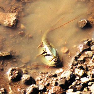 KOSMOS 633028 Triops - Urzeitkrebse erleben: Amazon.de: Spielzeug