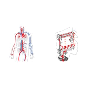 Amazon | D1ケミカル エステル系オイルメンテナンス剤SOD-1Plus(エスオーディーワンプラス) 1L | 車＆バイク | 車＆バイク