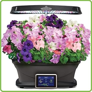 AeroGarden Cascading Petunia Seed Pod Kit (3-Pod): Amazon.ca: Patio ...