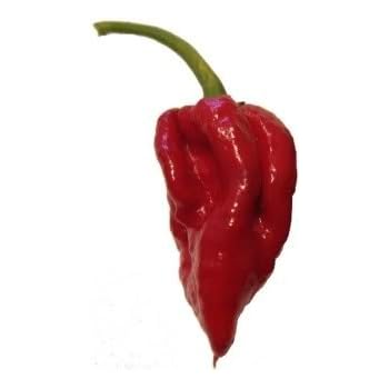 Amazon.com : 200 SANTA FE GRANDE PEPPER (Guero Chili Pepper / Yellow ...