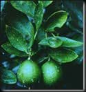 Amazon.com : Bearss Lime Tree Semi Dwarf Five Gallon : Patio, Lawn & Garden