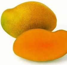 Amazon.com : 1 Pcs Exotic Plant Mango Tree Madame Francique Mango ...