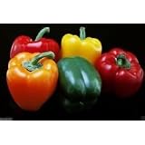 Poivron - Mélange de 5 couleurs - 1 sac de graine: Amazon.fr: Jardin