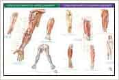 Netter Anatomy Charts: Vascular Supply of Upper Extremity & Vascular ...