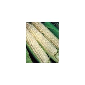 SYNGENTA SEED, CORN, SILVER KNIGHT 1 LB., Part No. 010142 on PopScreen